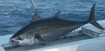 Hatteras Blue Sportfishing Charter Boat Private Fishing Charter ...